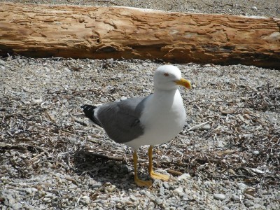 Blog Kayak de mer - Tour de l'île d'Elbe